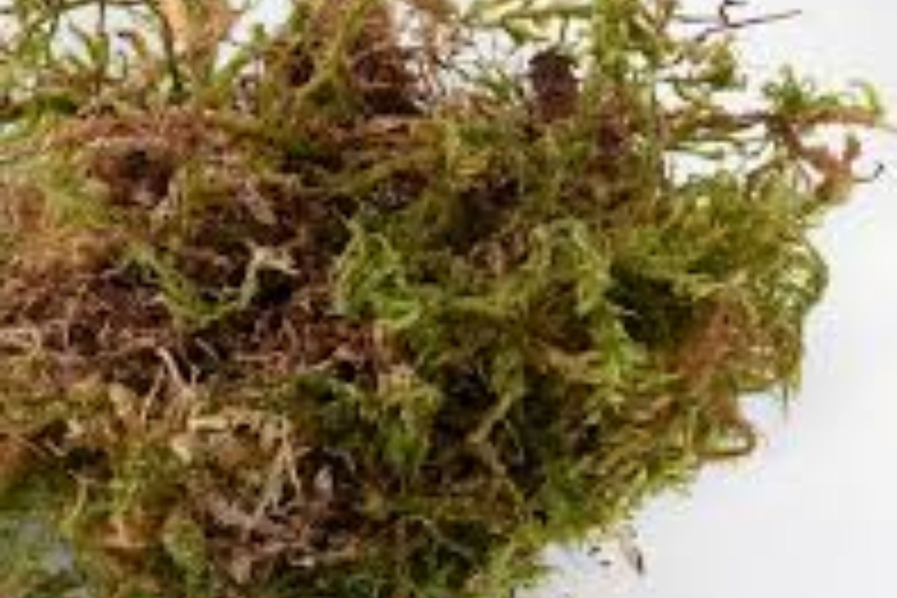 4oz Sphagnum Moss for Plants - Natural Dried Long Fibered Moss - Ideal ...