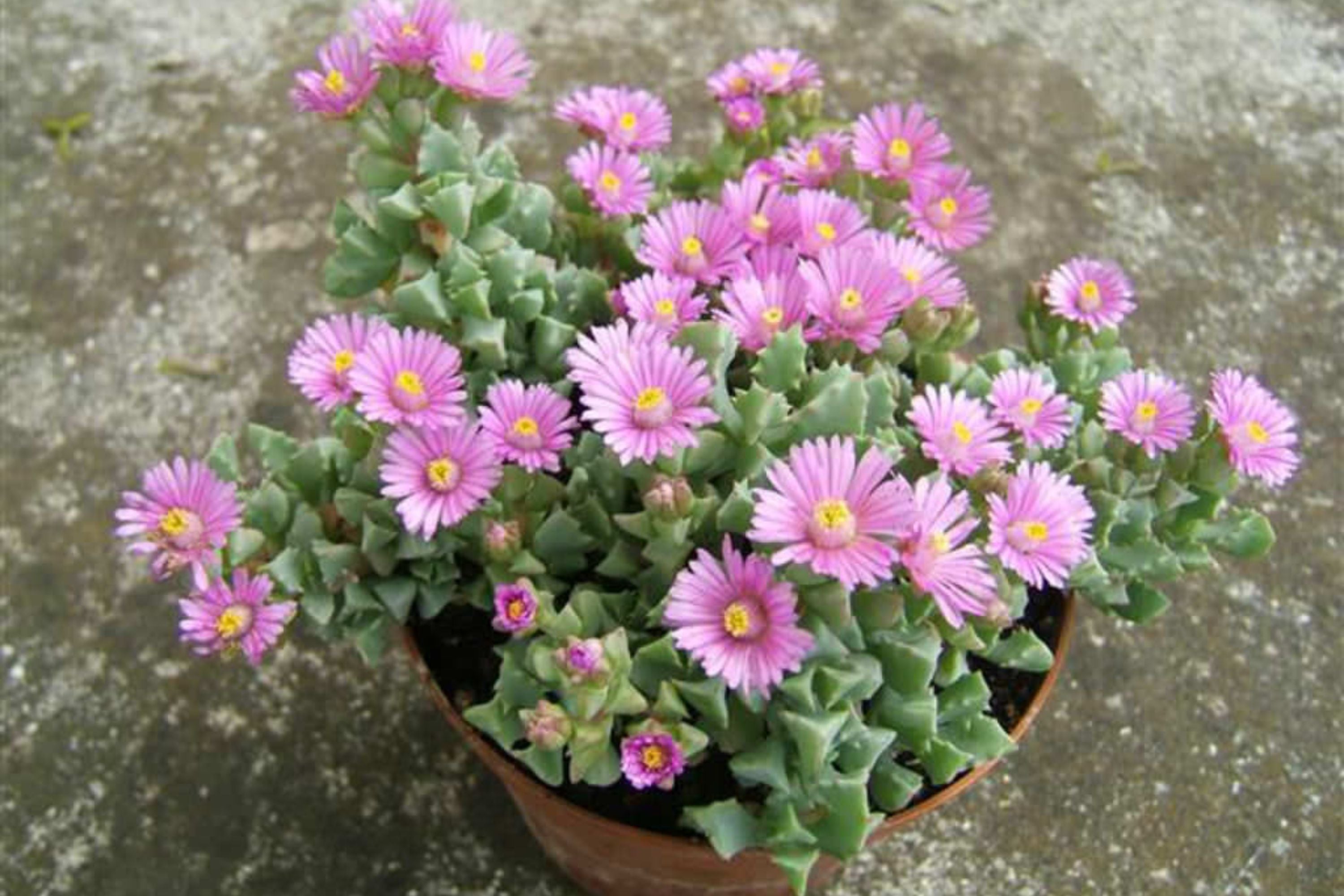 Oscularia deltoides Cuttings - 10 Pink Flowering Ice Plant Succulent ...