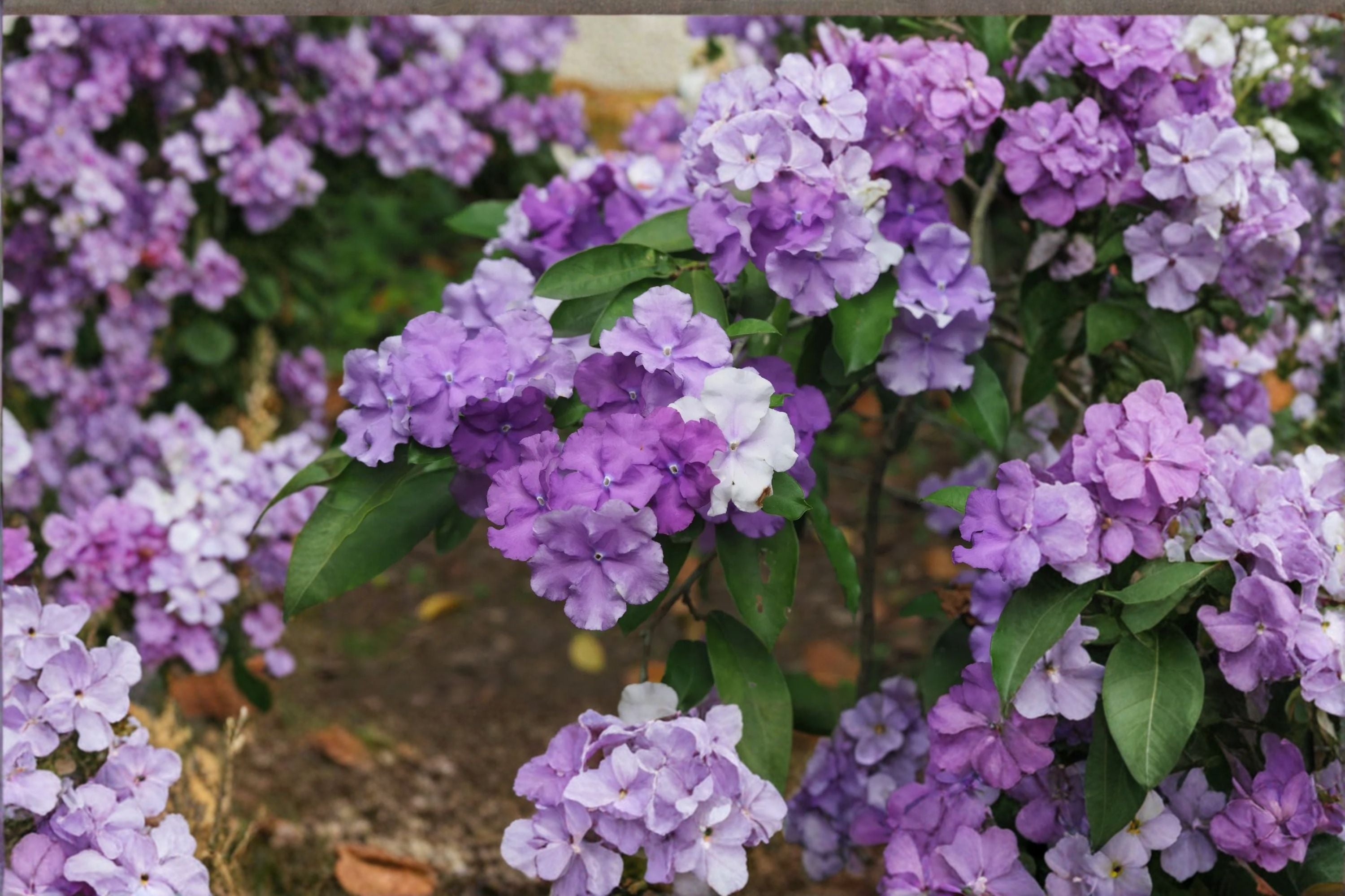 Brunfelsia grandiflora Cutting - Authentic Chiric Sanango - Master ...