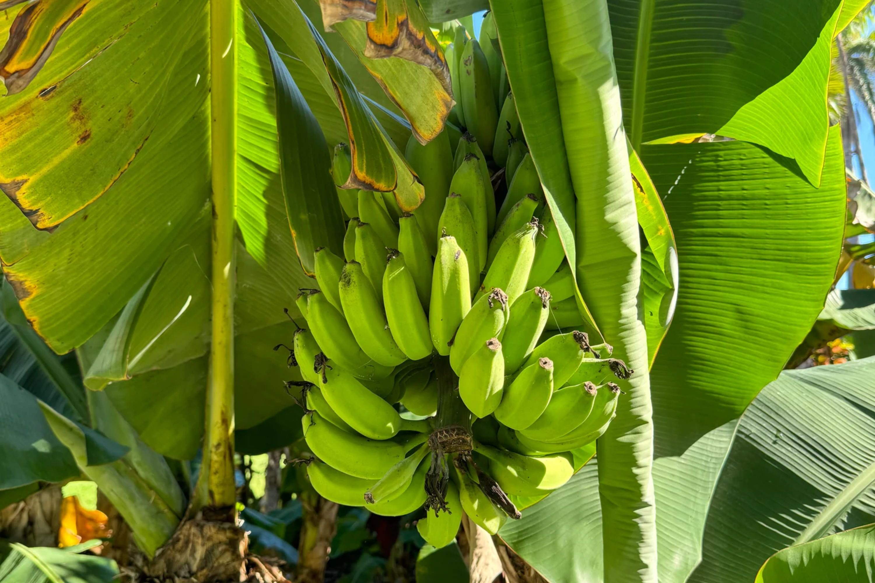 Cold Hardy Banana Tree Starter Plant - Small Rooted Musa Basjoo - Live ...