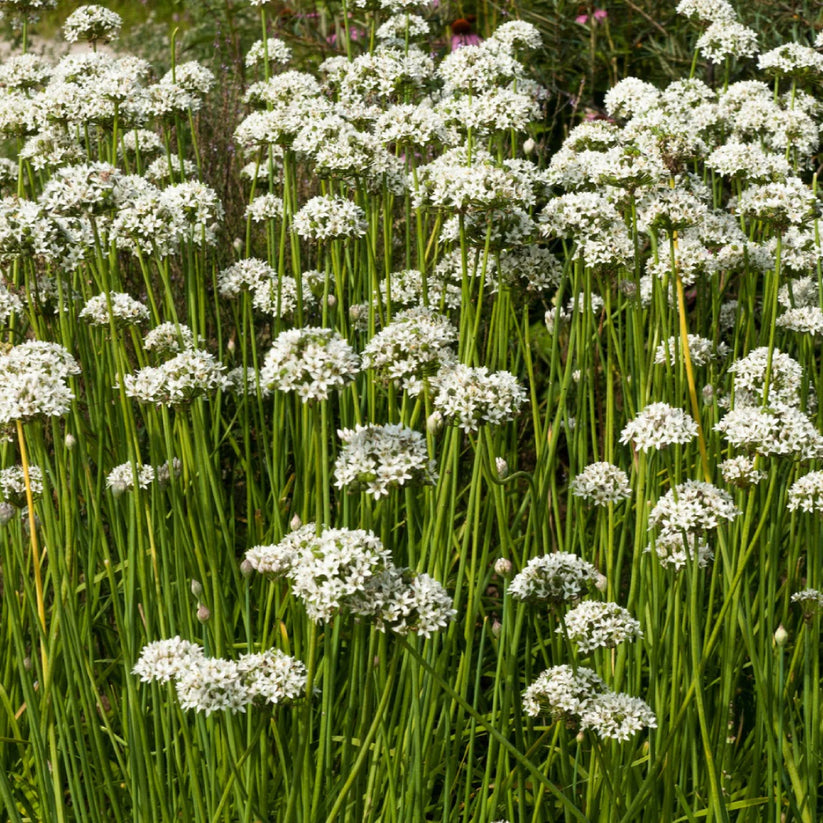 Garlic Chives – Sejahtera Seeds and Bulbs