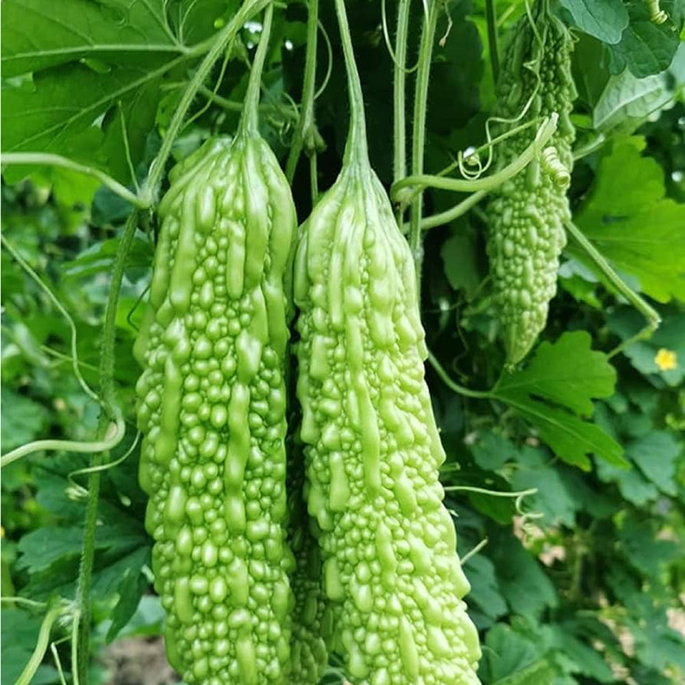 Gourd Bitter Melon Dark Jade, Hybrid – Sejahtera Seeds and Bulbs