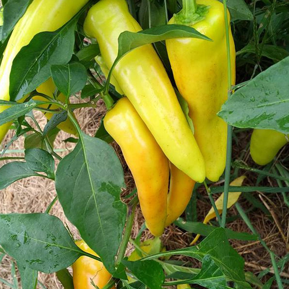 Hungarian Yellow Wax Hot Pepper – Sejahtera Seeds and Bulbs