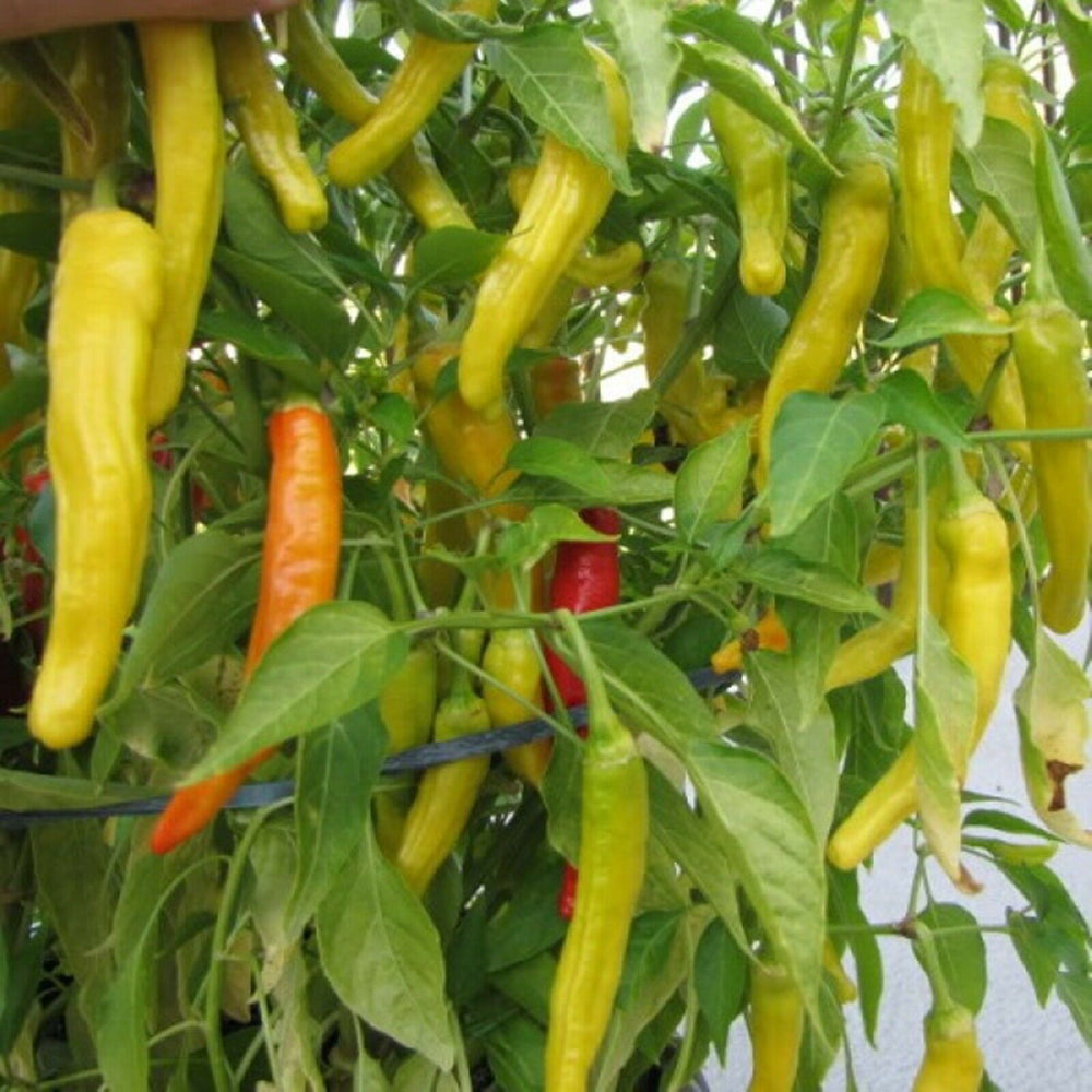 Hungarian Yellow Wax Hot Pepper – Sejahtera Seeds and Bulbs