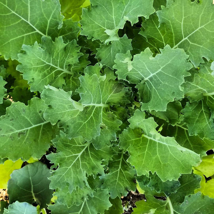 Kale Dwarf Siberian Improved – Sejahtera Seeds and Bulbs
