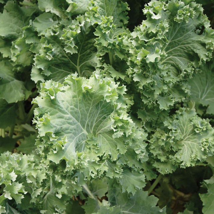 Kale Dwarf Siberian Improved – Sejahtera Seeds and Bulbs