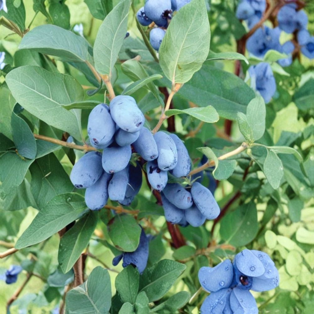 Tundra Honeyberry Plant Live – Haskap Berry Bush Cold Hardy Fruit Plant ...