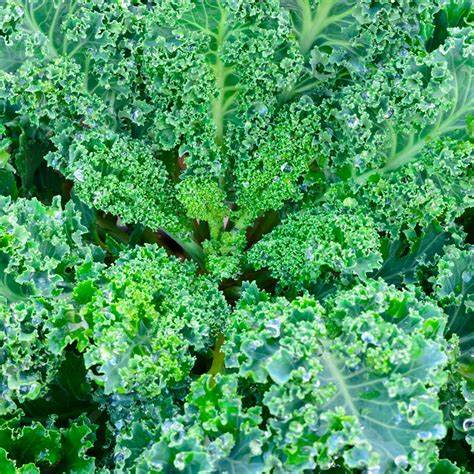 Dwarf Blue Kale Seeds For Planting – Sejahtera Seeds and Bulbs
