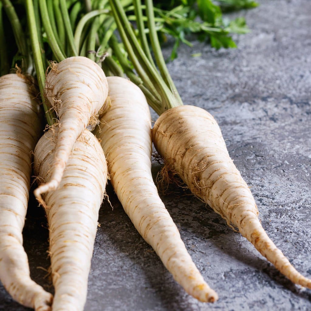Parsnip All American – Sejahtera Seeds and Bulbs