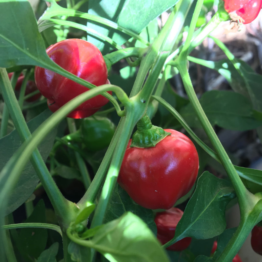 Large Hot Cherry Pepper – Sejahtera Seeds and Bulbs