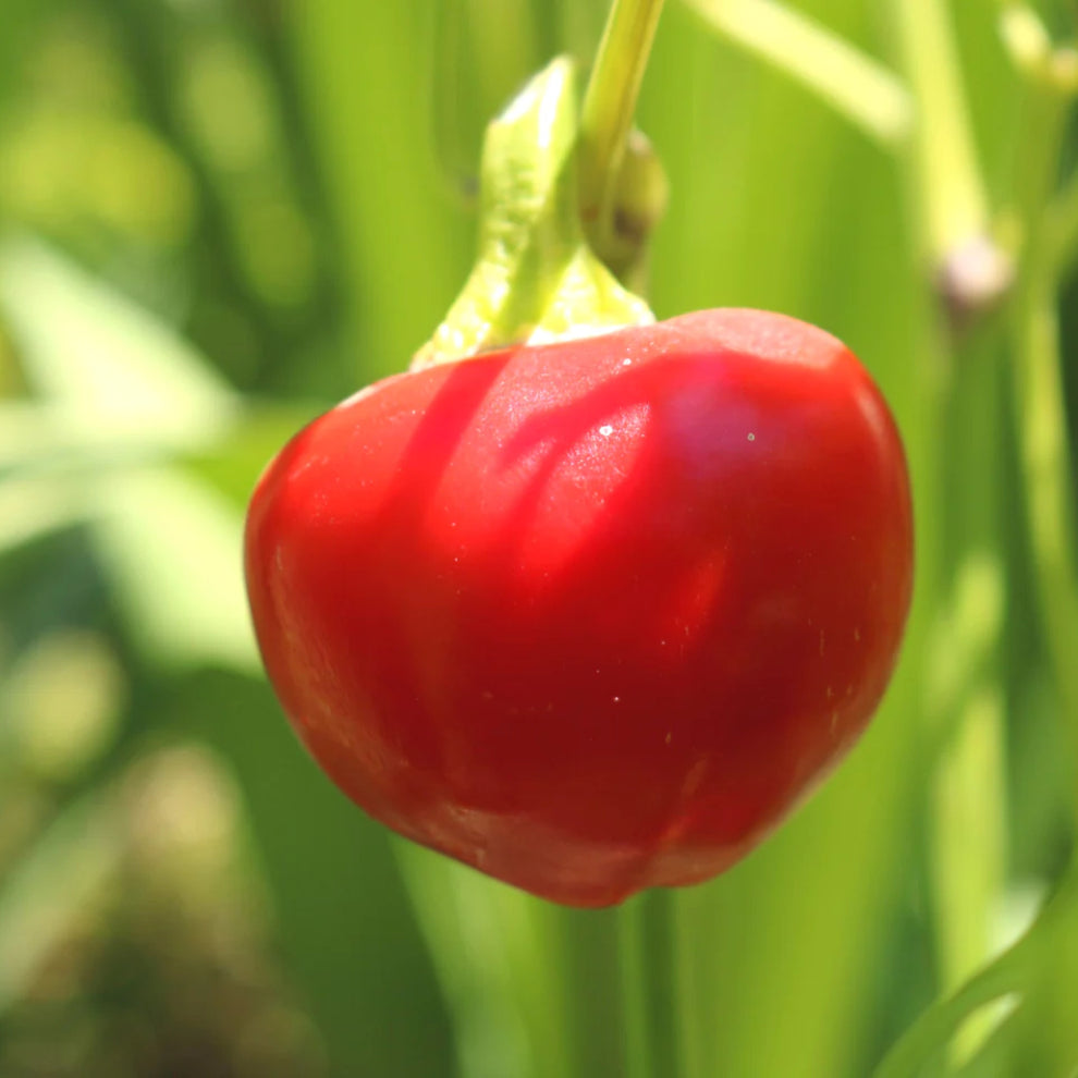 Large Hot Cherry Pepper – Sejahtera Seeds and Bulbs