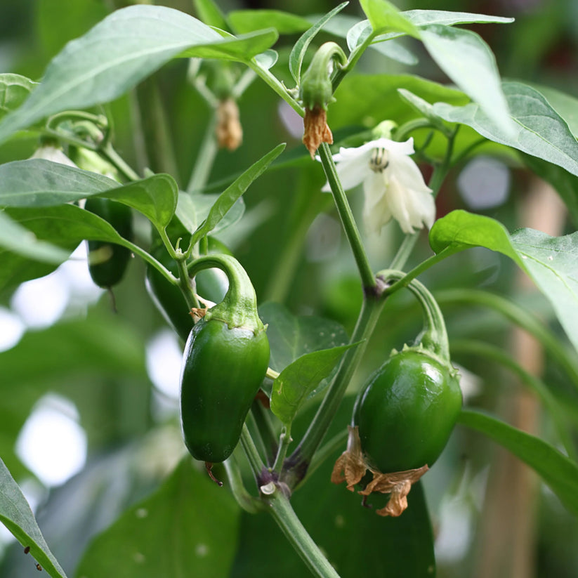 Jalapeno Early Hot Pepper – Sejahtera Seeds and Bulbs