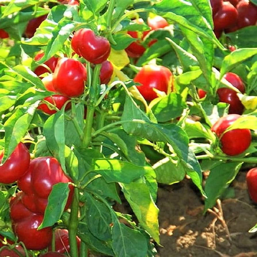Red Cherry Sweet Pepper – Sejahtera Seeds and Bulbs