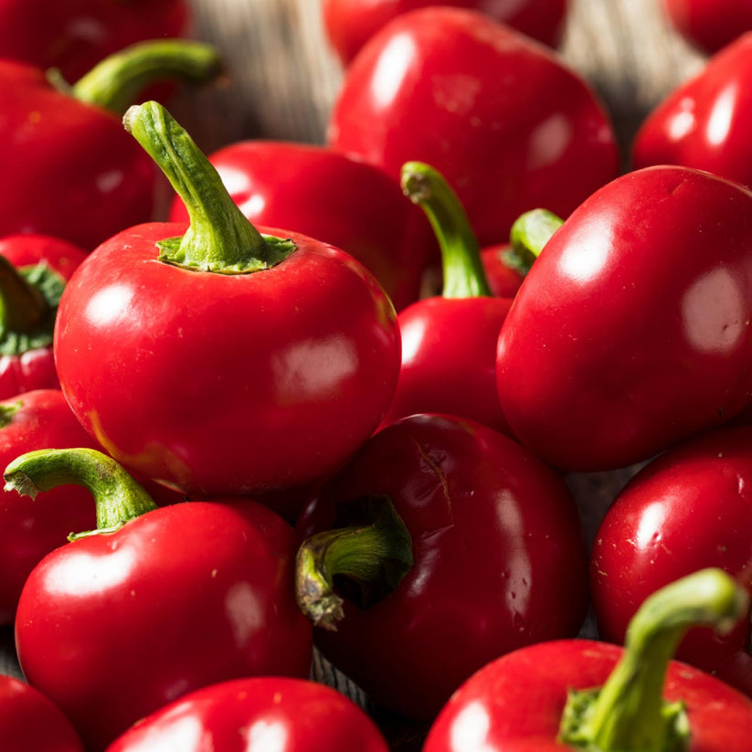 Red Cherry Sweet Pepper – Sejahtera Seeds and Bulbs