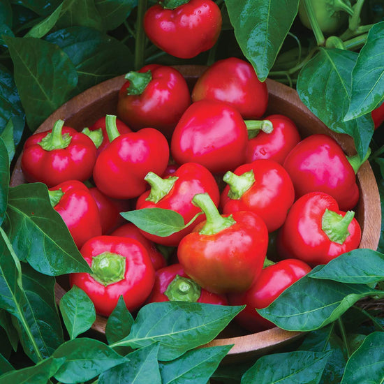 Red Cherry Sweet Pepper – Sejahtera Seeds and Bulbs