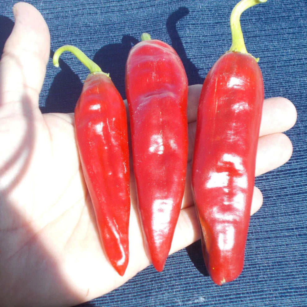Sandia Hot Pepper – Sejahtera Seeds and Bulbs