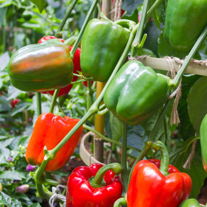 Sweet Pepper Yolo Wonder Bell Improved – Sejahtera Seeds and Bulbs