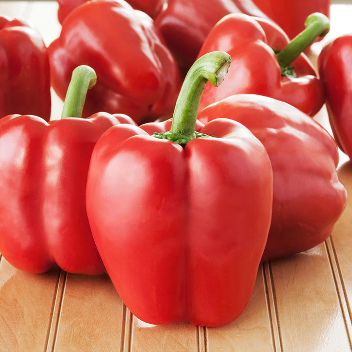 Sweet Pepper Yolo Wonder Bell Improved – Sejahtera Seeds and Bulbs