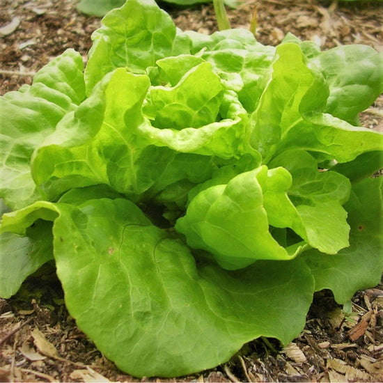 Tom Thumb Butterhead Lettuce – Sejahtera Seeds and Bulbs
