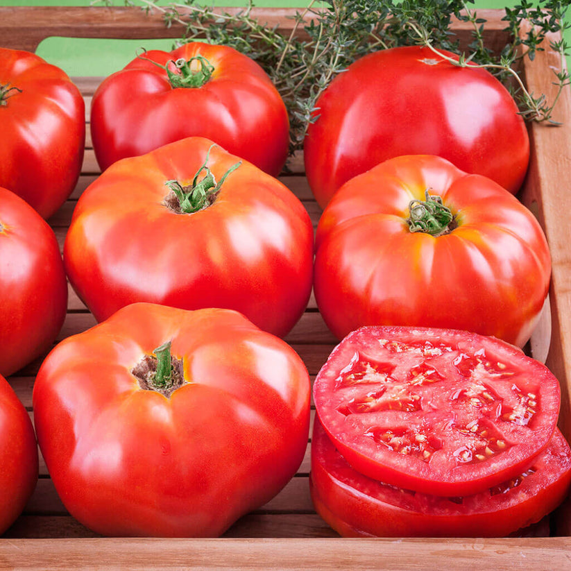 Tomato Ace 55 – Sejahtera Seeds and Bulbs