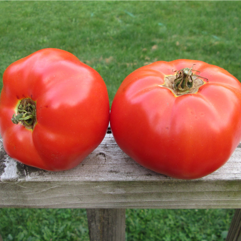 Tomato Ace 55 – Sejahtera Seeds and Bulbs