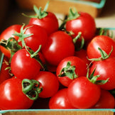 Tomato Red Cherry – Sejahtera Seeds and Bulbs