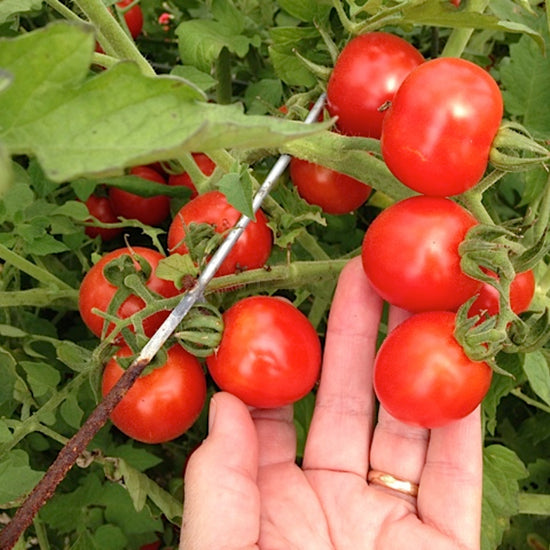 Tomato Red Cherry – Sejahtera Seeds and Bulbs