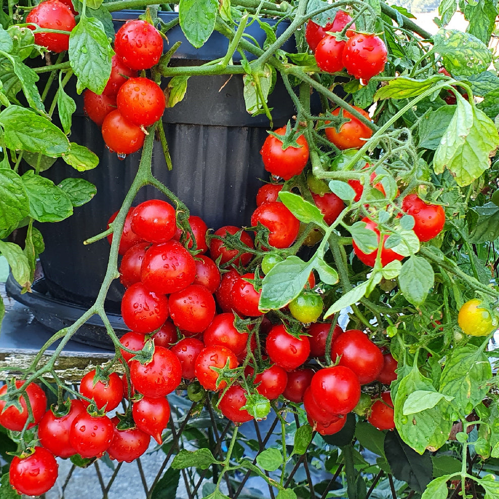 Tomato Red Cherry – Sejahtera Seeds and Bulbs