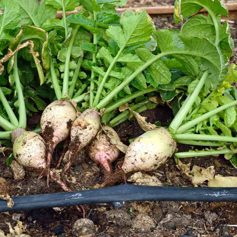 Turnip Seven Top – Sejahtera Seeds and Bulbs