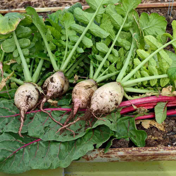 Turnip Seven Top – Sejahtera Seeds and Bulbs