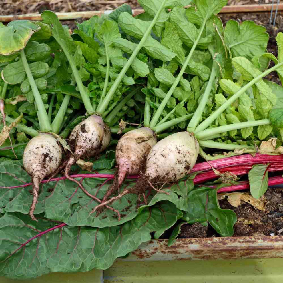 Turnip Seven Top – Sejahtera Seeds and Bulbs