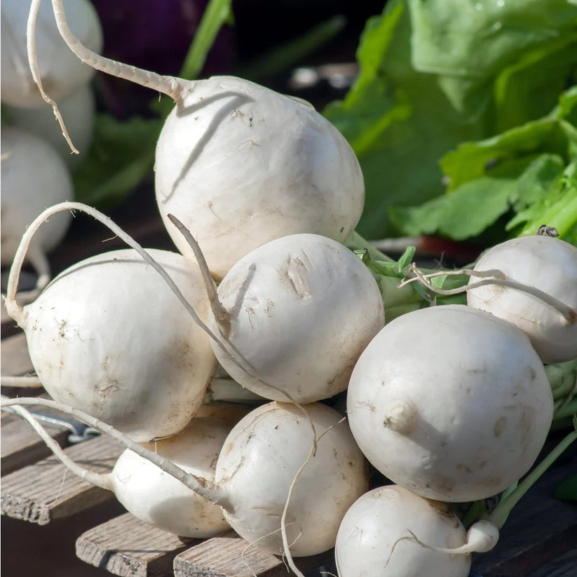 Turnip Seven Top – Sejahtera Seeds and Bulbs