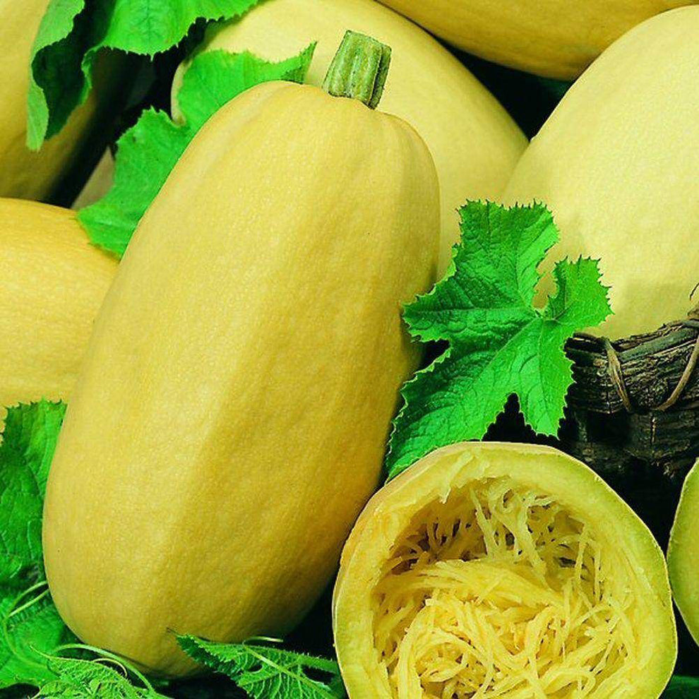 Vegetable Spaghetti Winter Squash – Sejahtera Seeds and Bulbs
