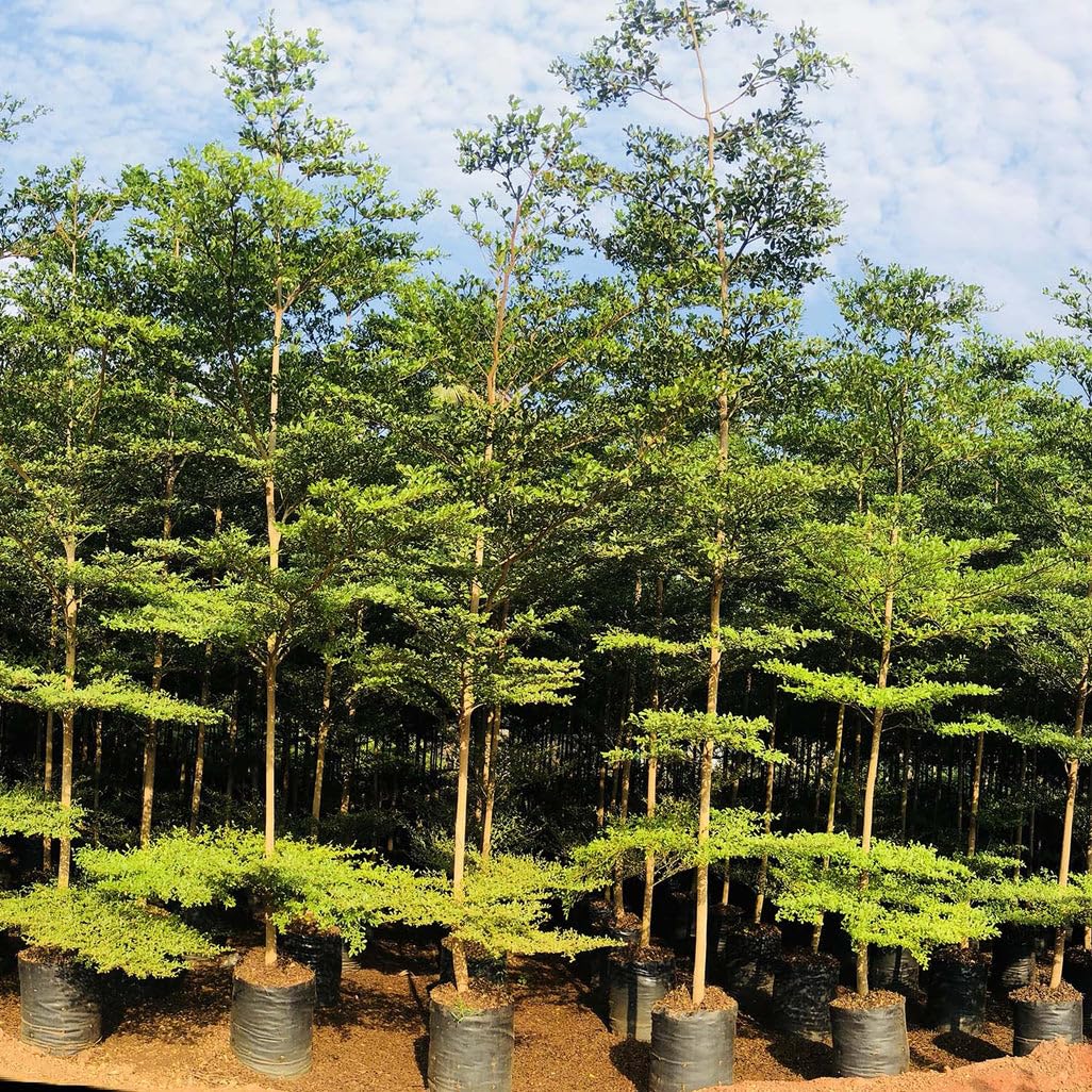 50+ Golden Terminalia Seeds (Terminalia mantaly) | Fast Growing Tropic ...