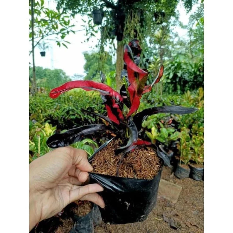 Codiaeum Variegatum Croton “Cakwe” Red Black | Rare Exotic Tropical Pl ...