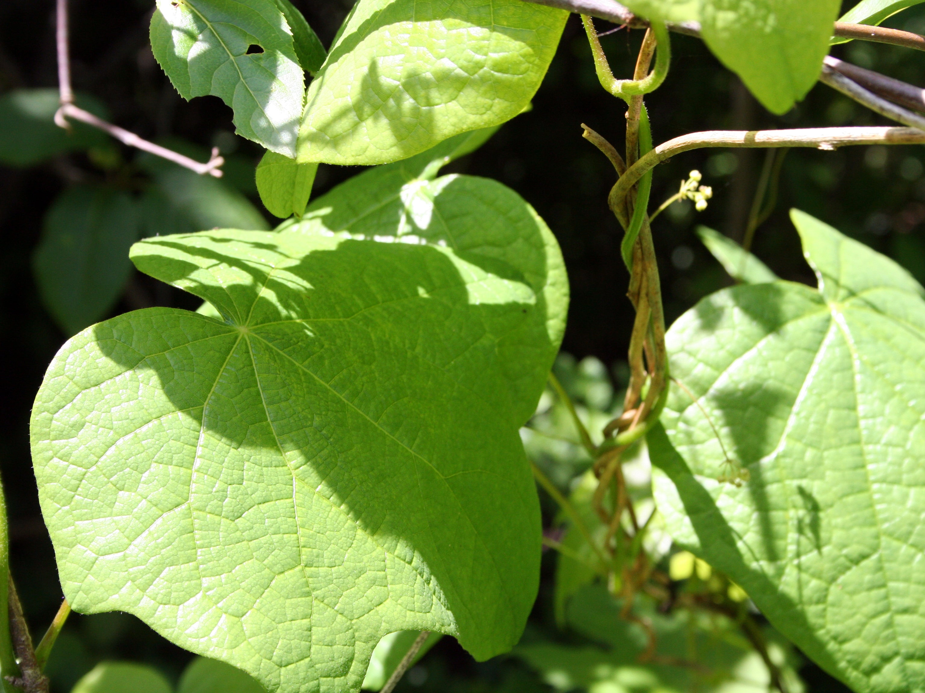 Moonseed Menispermum Canadense 10 Seeds for planting – Sejahtera Seeds ...