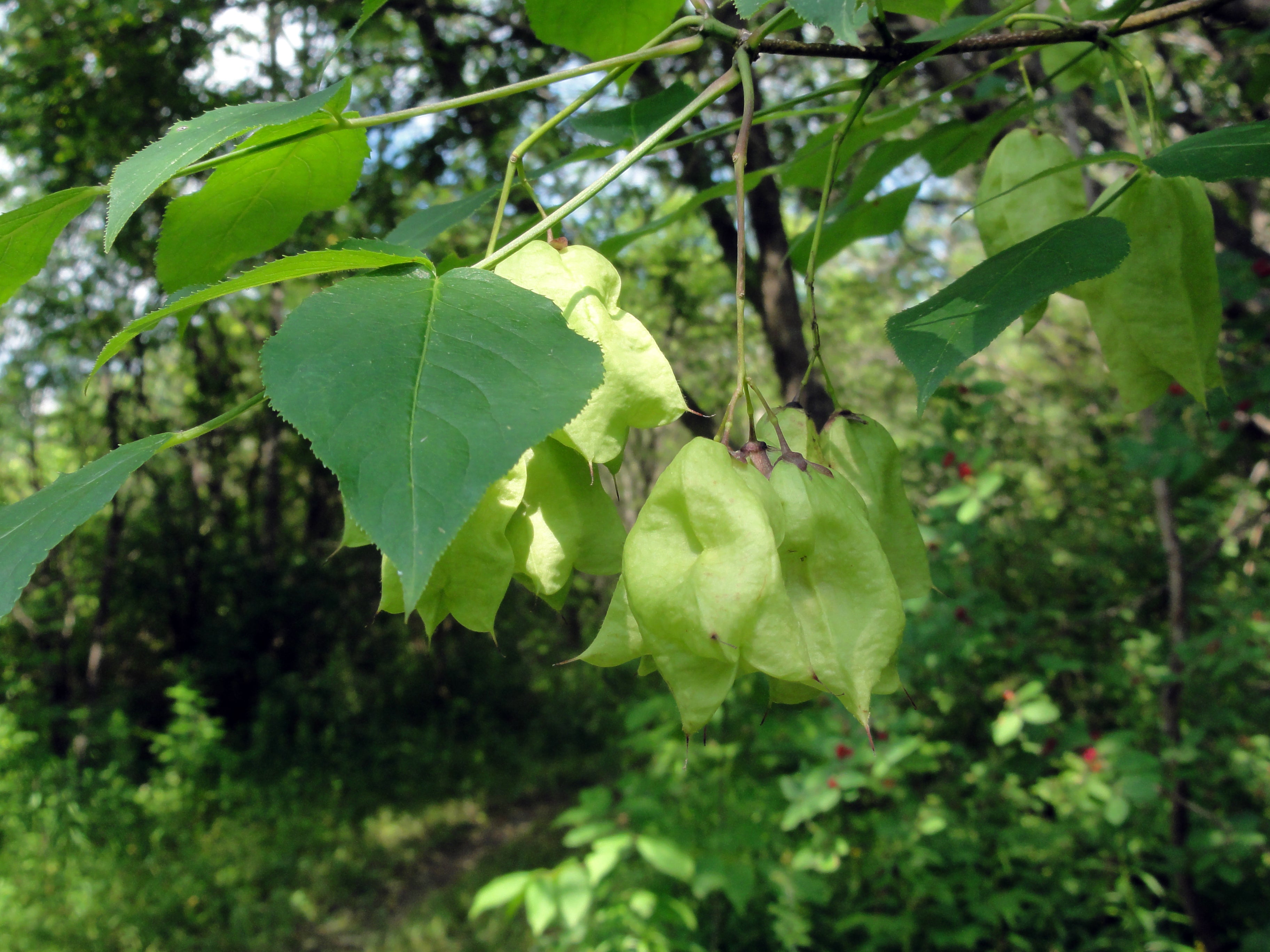 Bladdernut Staphylea trifolia 5 Seeds for Planting – Sejahtera Seeds ...