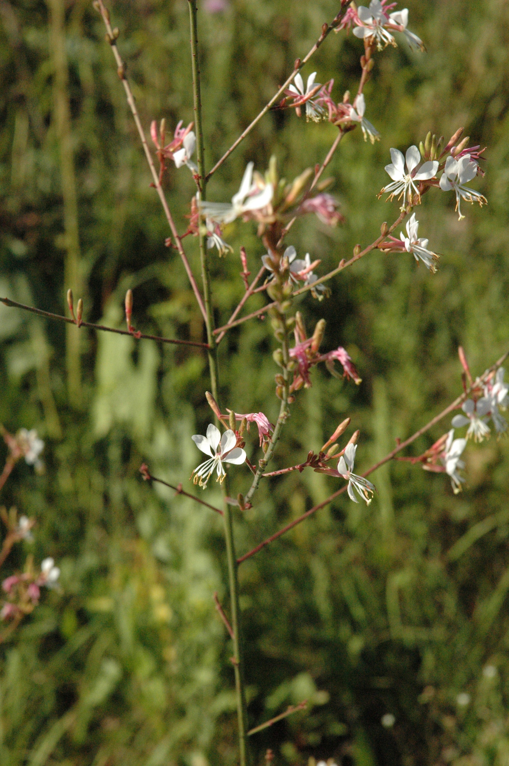 Large-Flowered Gaura Gaura Longiflora 100 Seeds for Planting | Oenothe ...