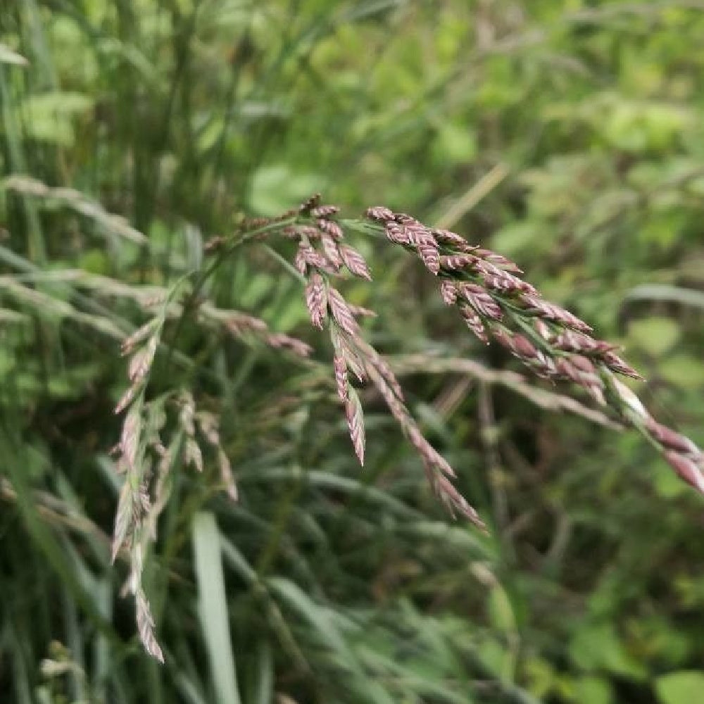 Purpletop Grass Tridens Flavus 1000 Seeds for Planting – Sejahtera ...