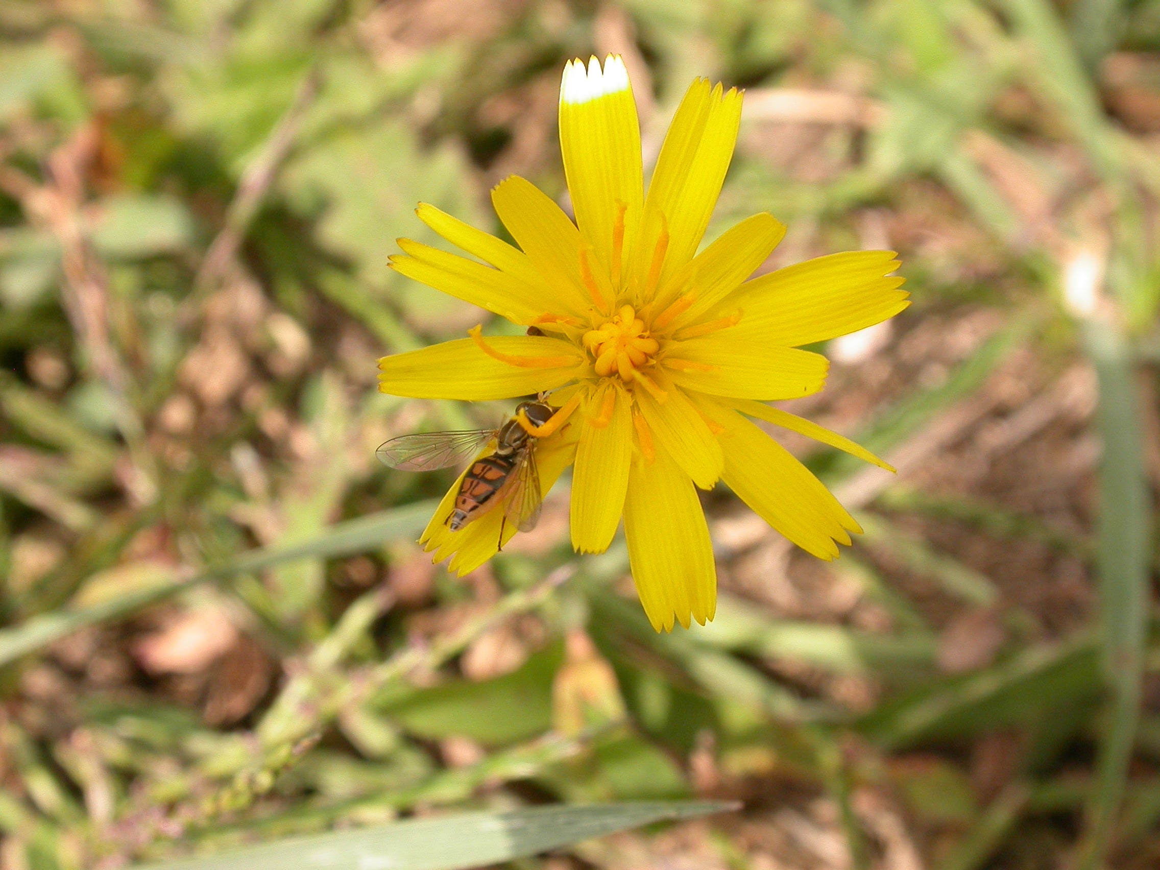 Cynthia Krigia Biflora 75 Seeds for Planting Perennial Wildflower ...