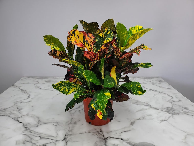 Croton Magnificent Live Plant 24" to 28" Tropical Foliage Plant - Crot ...