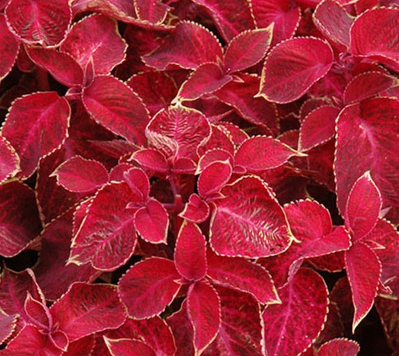Coleus Seeds Packet - Wizard Velvet Red Variety, Rich Burgundy Shades ...
