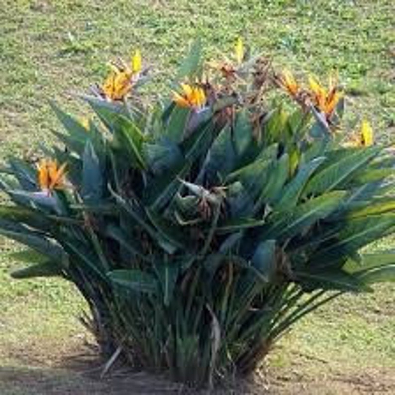 Strelitzia Reginae Plant - Orange Bird of Paradise - Tropical Evergree ...