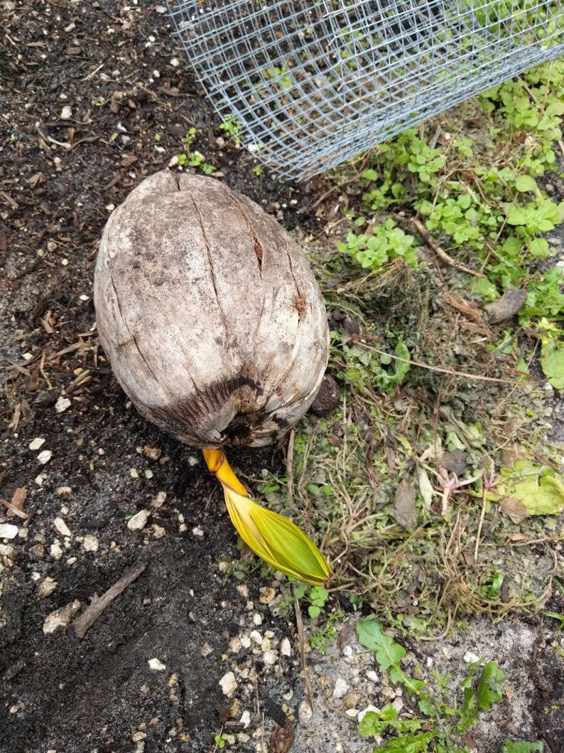 Thai Golden Coconut Mini Sprout - Just Sprouted with Husk - Fresh Coco ...