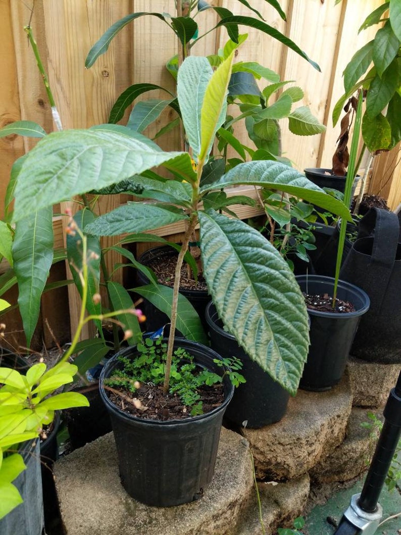 Dwarf Golden Gem Loquat Tree - Grafted Variety - Eriobotrya japonica ...