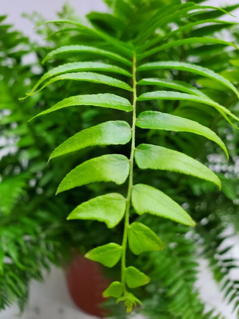 Macho Fern Live Plant - 3 Gallon - Tropical Sword Fern - Nephrolepis e ...