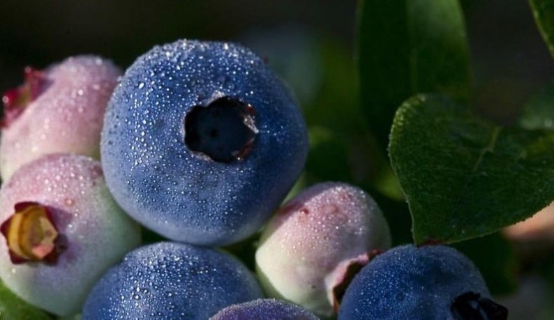 Chandler Blueberry Plant - Starter Dwarf Fruit Tree - Live Blueberry B ...