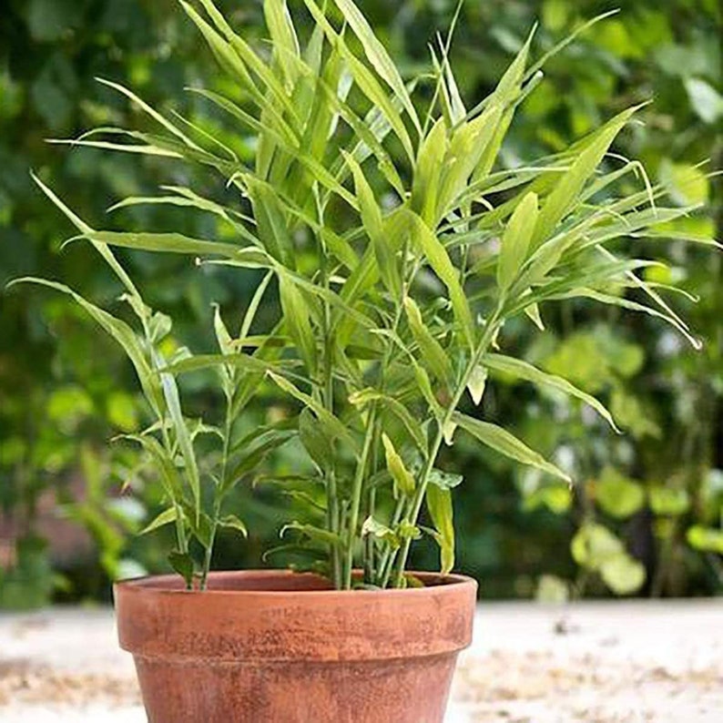 Organic Ginger Plant Starter - Live Ginger Root Plant - Zingiber offic ...