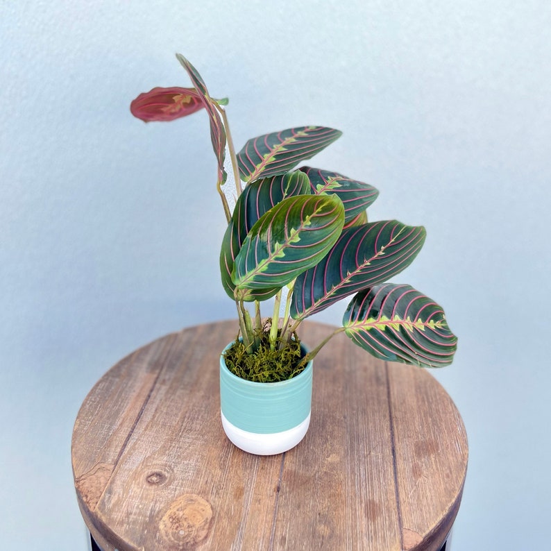 LIVE Red Maranta Prayer Plant in Ceramic Pot | Herringbone Plant | Mar ...