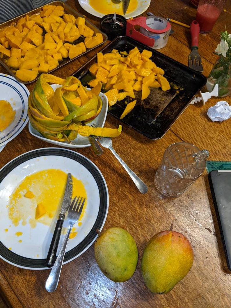 Coconut Cream Semi Dwarf Mango Tree - Grafted, Fiberless, Juicy, Sweet ...